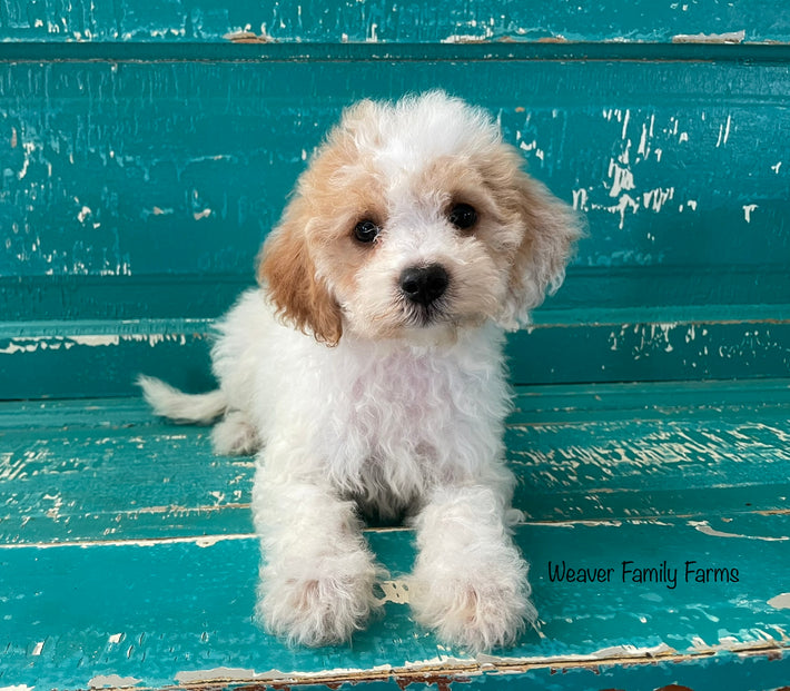 Weaver Family Farms Puppies