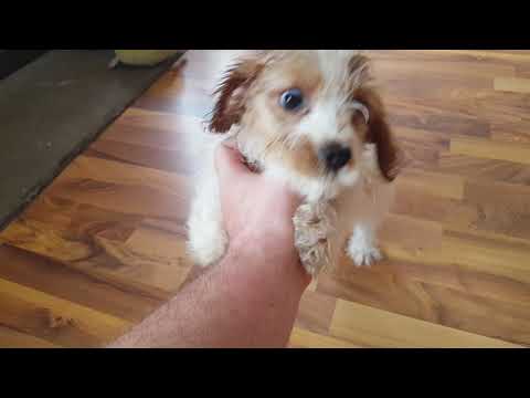 Cavapoo Boy After His Bath Having Fun! (VIDEO) – Weaver Family Farms Puppies